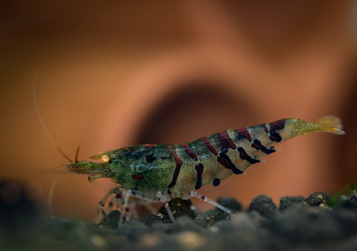 Herzlich Willkommen auf der Tigergarnelenseite - Tigergarnelen